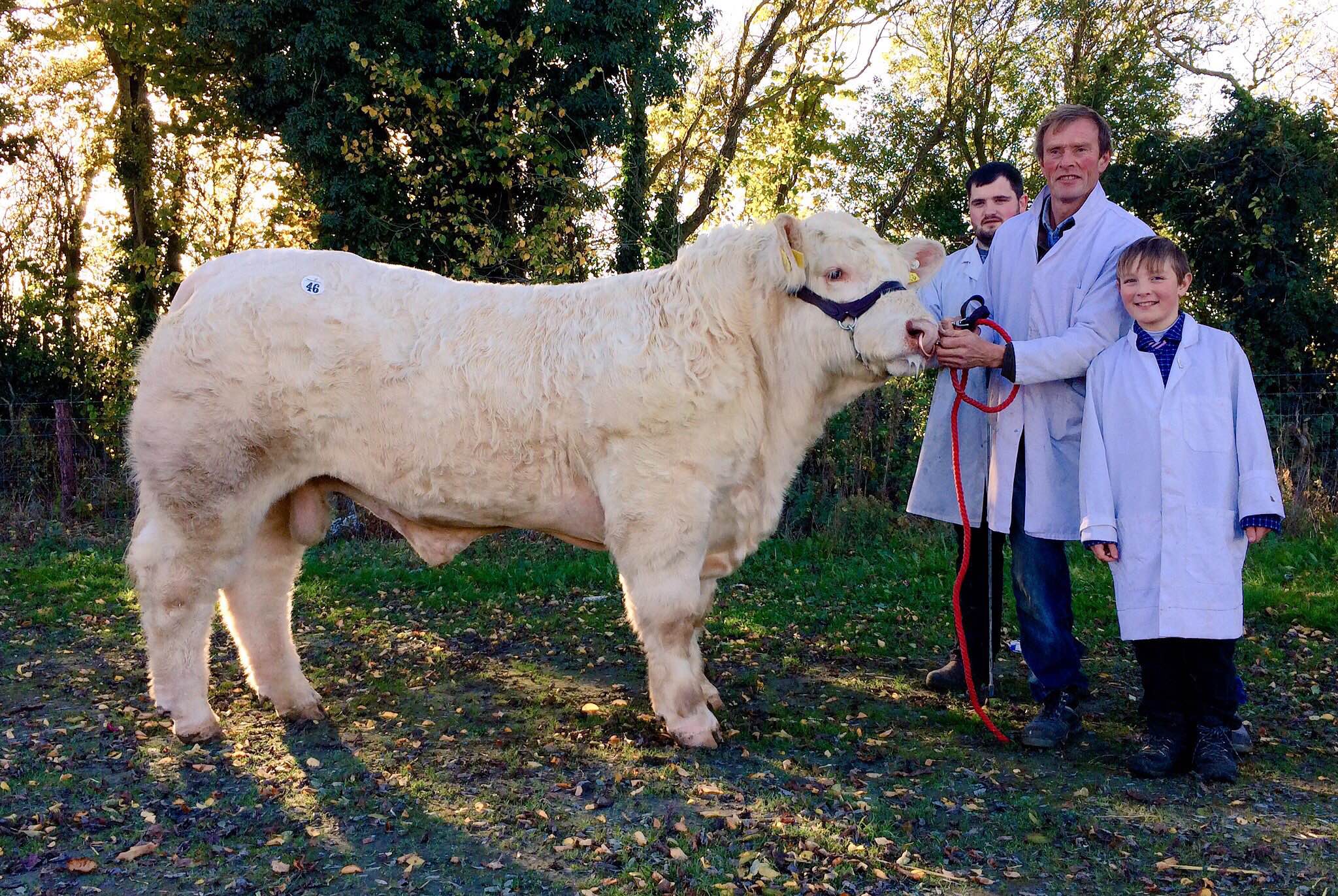 Crossmolina Logan tops Tullamore at €7,000 – Irish Charolais Cattle Society