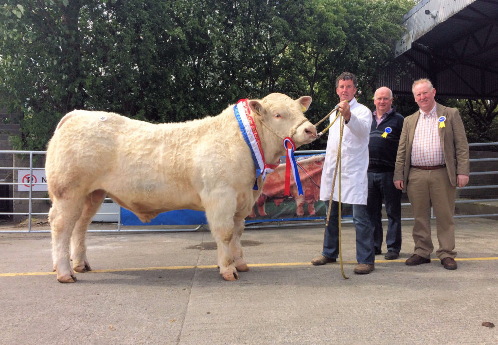 Tuam opener produces flying trade for Charolais bulls – Irish Charolais ...