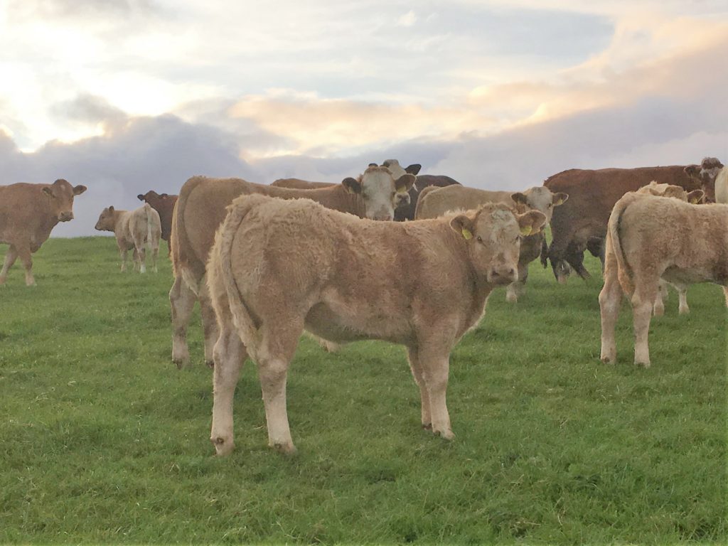 “Charolais deliver weight for age like no other breed” – Irish ...