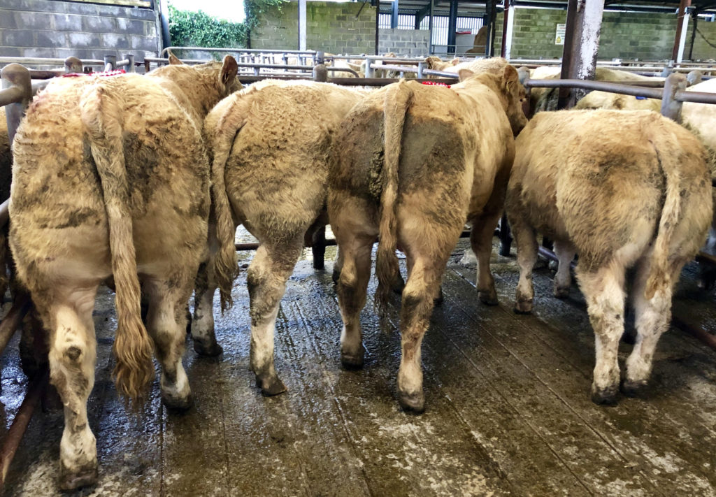 Annual Show & Sale of Charolais Cross Weanling’s in Elphin Mart – Irish ...