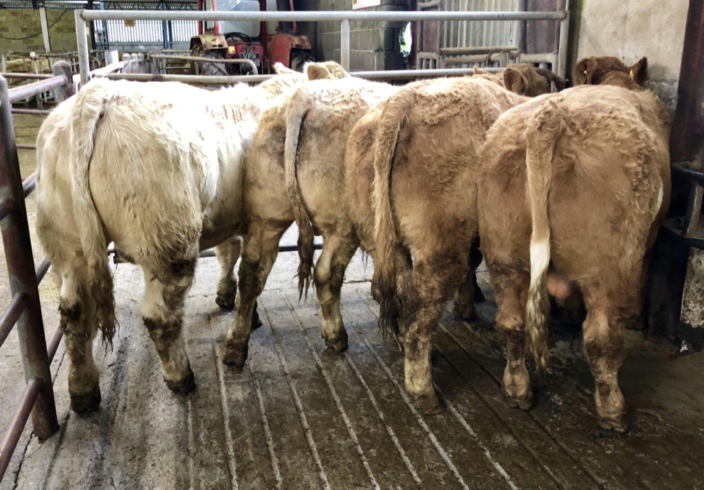 Annual Show & Sale of Charolais Cross Weanling’s in Elphin Mart – Irish ...