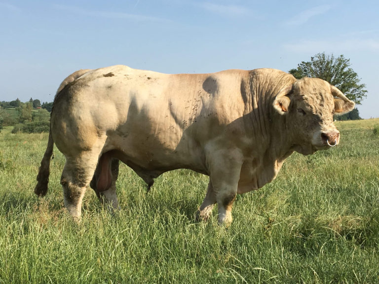 Military 2 – Irish Charolais Cattle Society