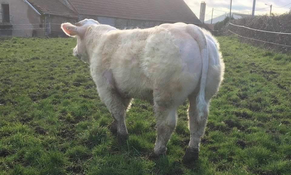 Military calf – Irish Charolais Cattle Society