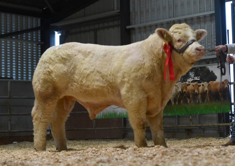 SHOW AND SALE OF CHAROLAIS BULLS – TULLAMORE – Irish Charolais Cattle Society
