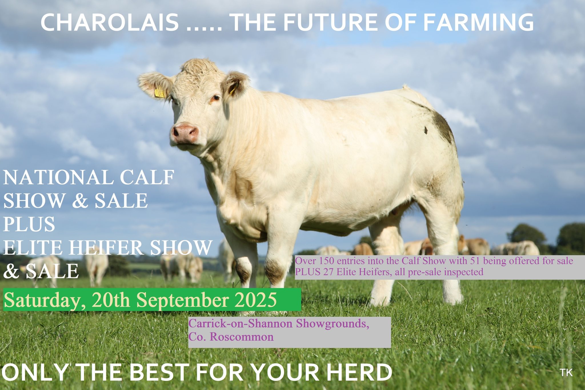 NATIONAL CALF SHOW & SALE …. PLUS …. ELITE HEIFER SHOW & SALE – Irish Charolais Cattle Society